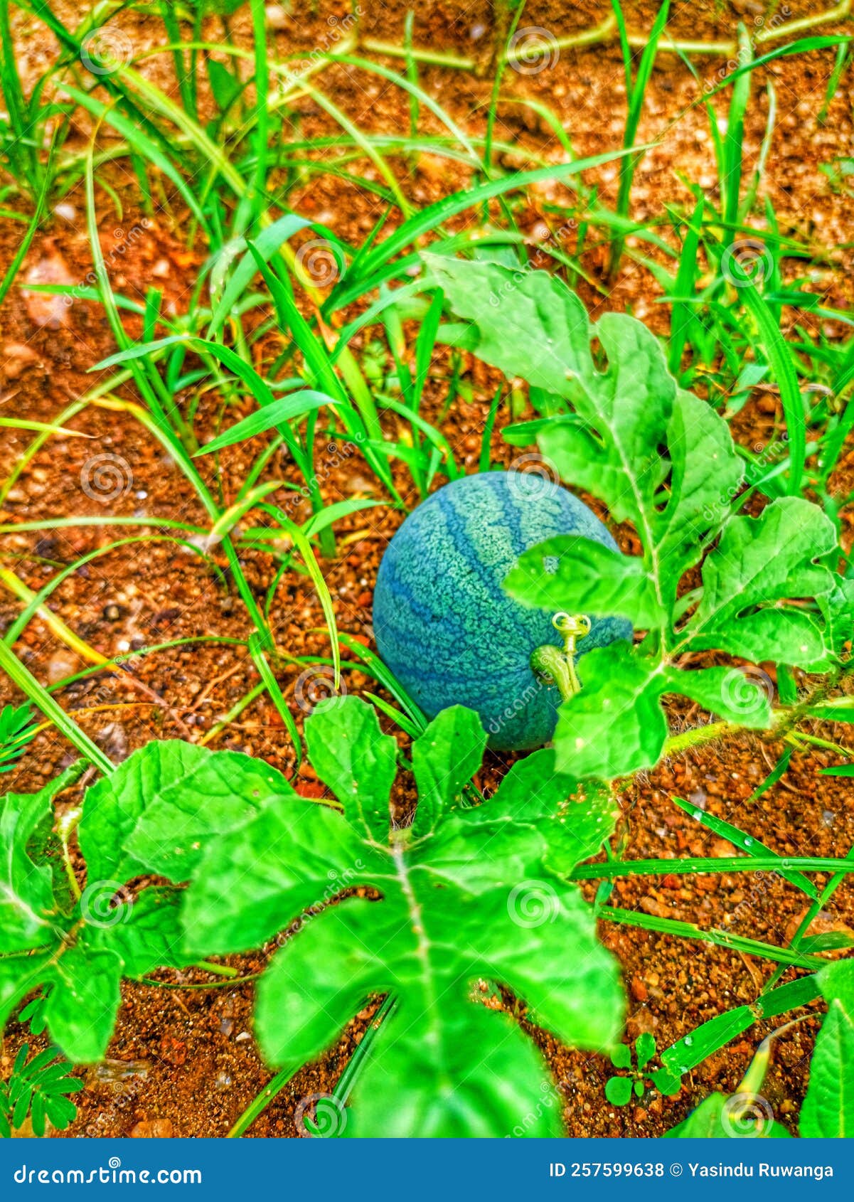 A Cute and Small Watermelon Fruit Stock Photo - Image of garden, small ...