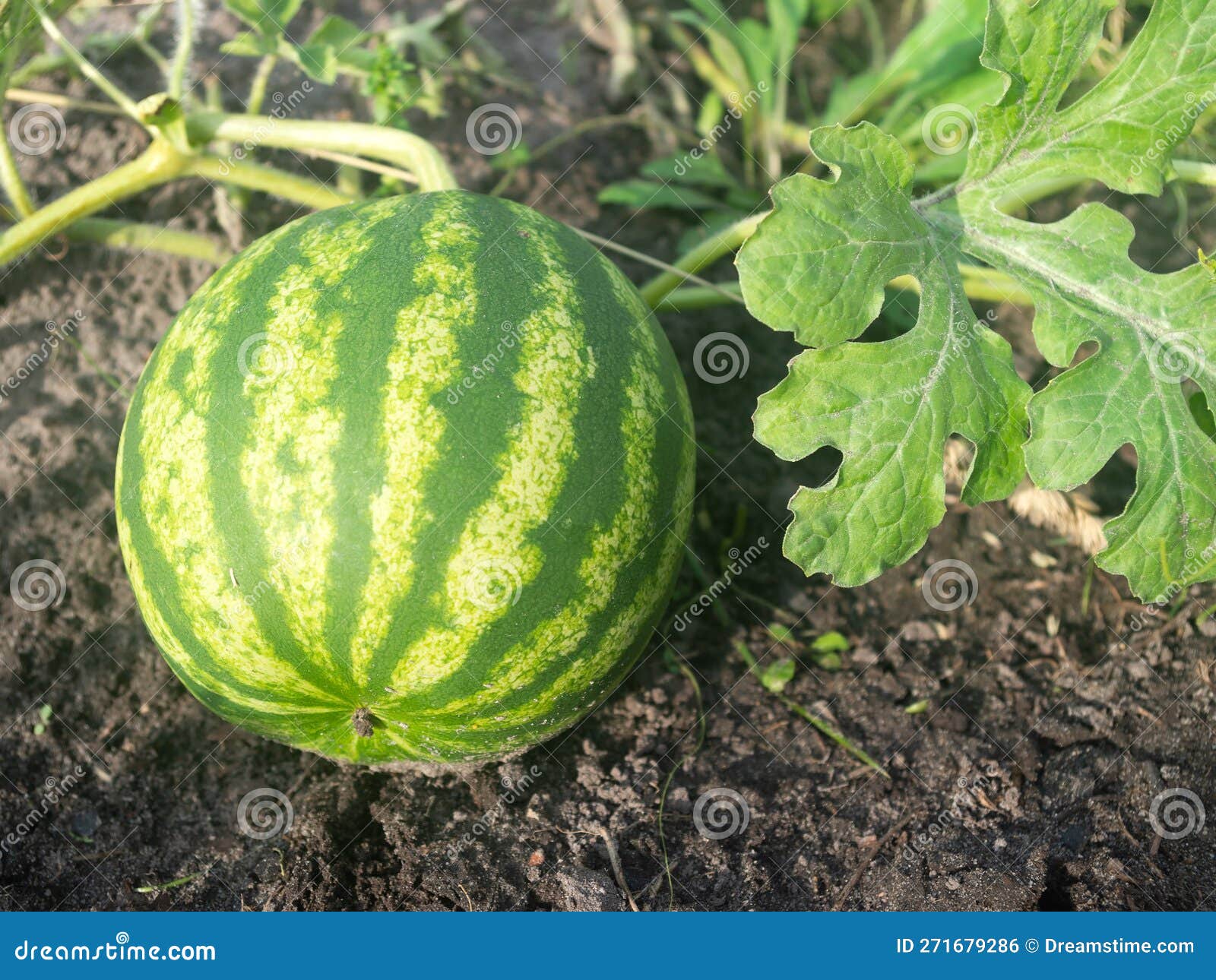 Green watermelon in nature stock photo. Image of ripe - 271679286