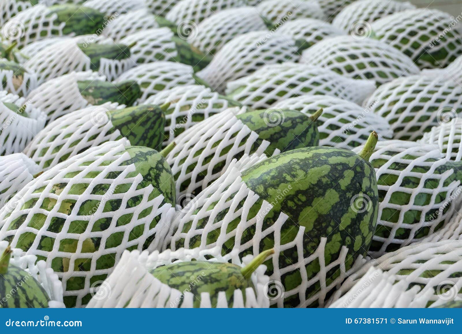 Green Watermelon stock image. Image of group, house, greenhouse - 67381571