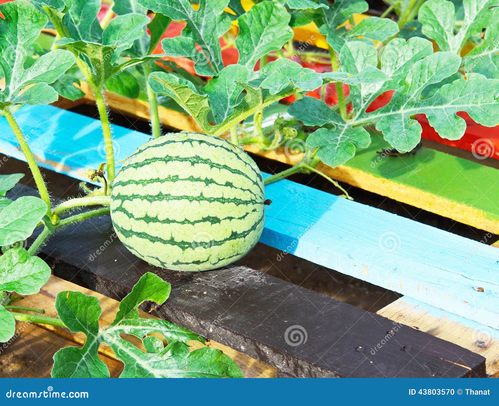 Green watermelon stock photo. Image of thailand, garden - 43803570