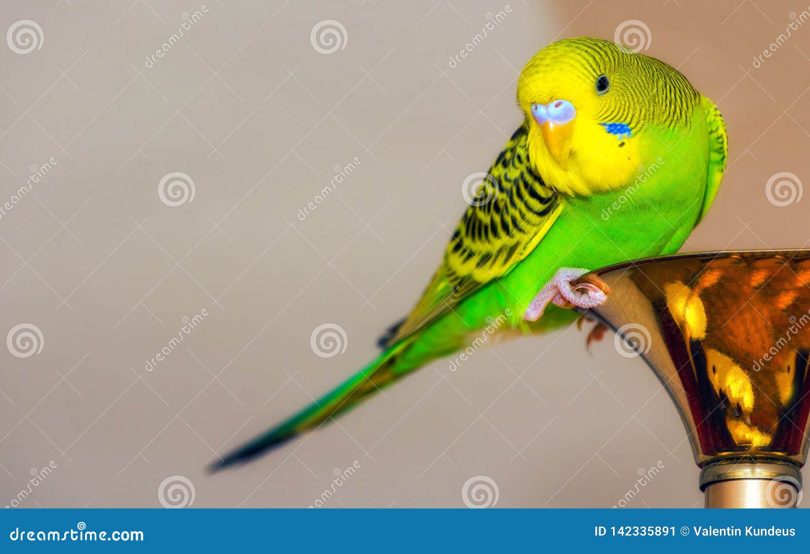 Green Wavy Parrot. Exotic Bird. Bright Colours Stock Image - Image of ...