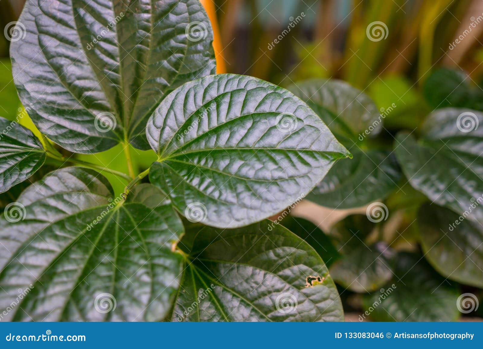 Green Waxy Leaf Closeup Details Stock Photo - Image of herb, foliage ...
