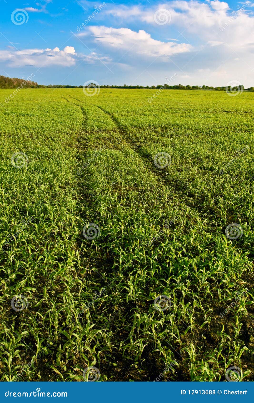 Green way stock photo. Image of countryside, rural, plain - 12913688