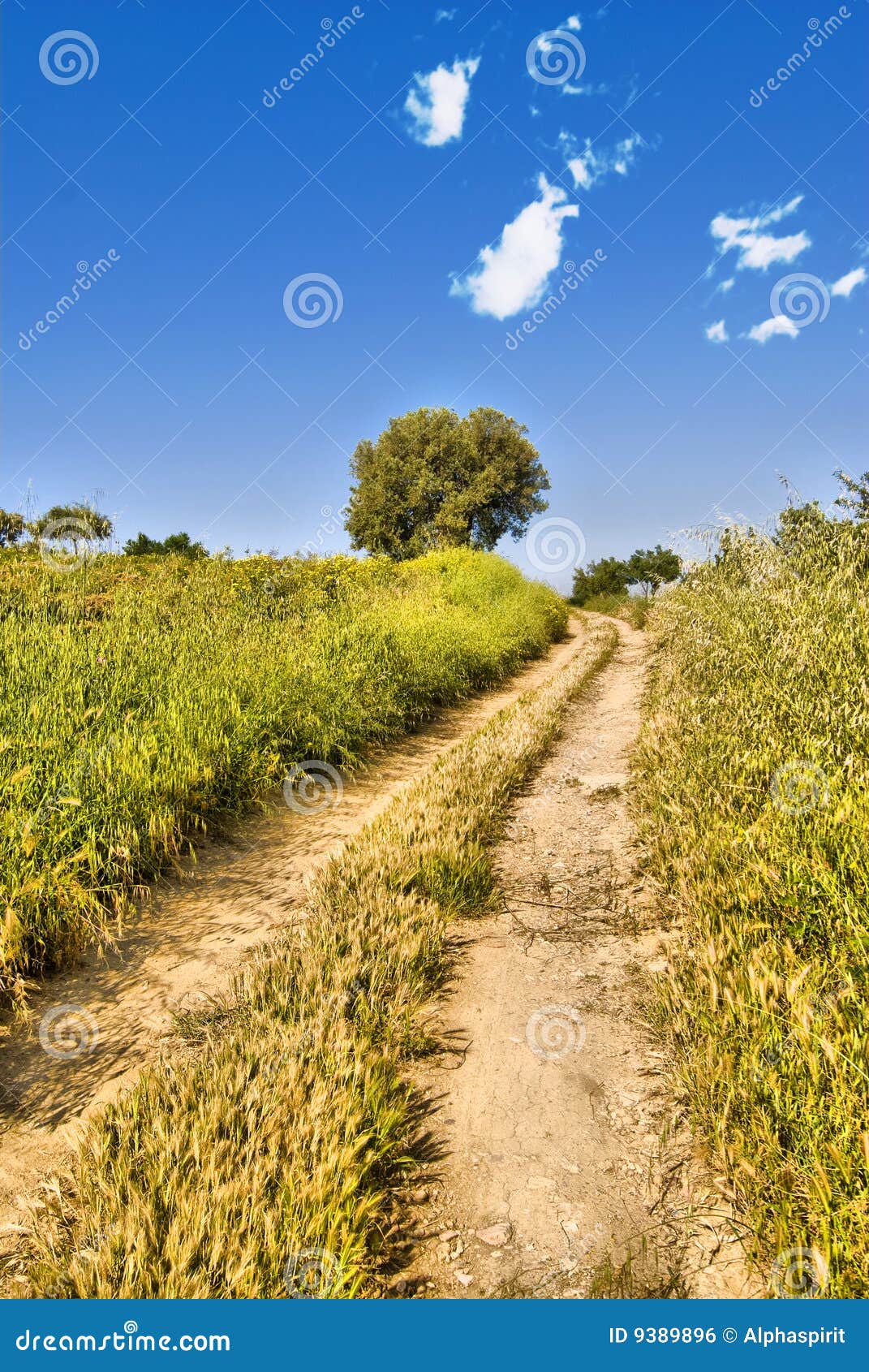 The green way stock photo. Image of rural, colour, grass - 9389896