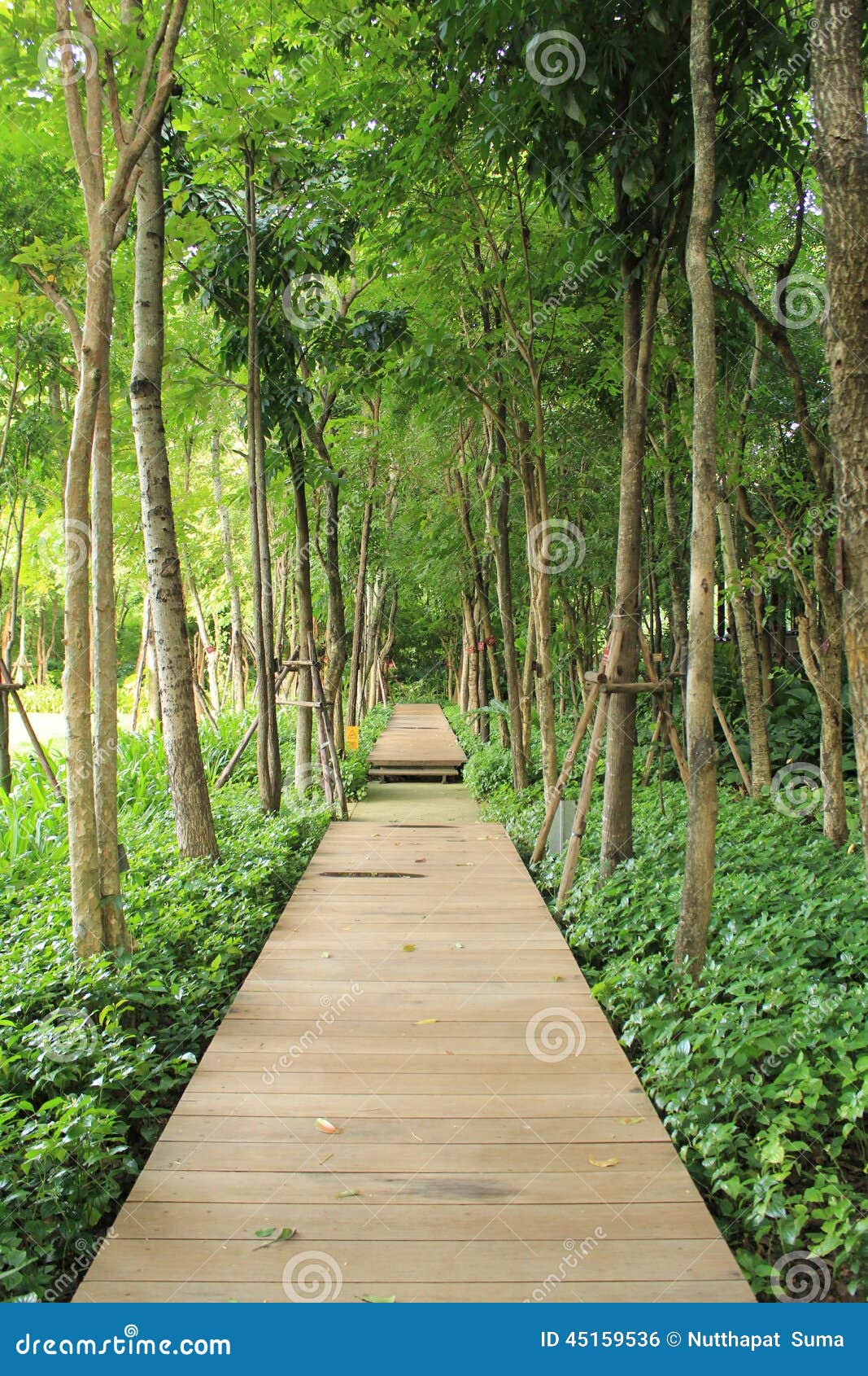 The green way stock photo. Image of bridge, link, good - 45159536
