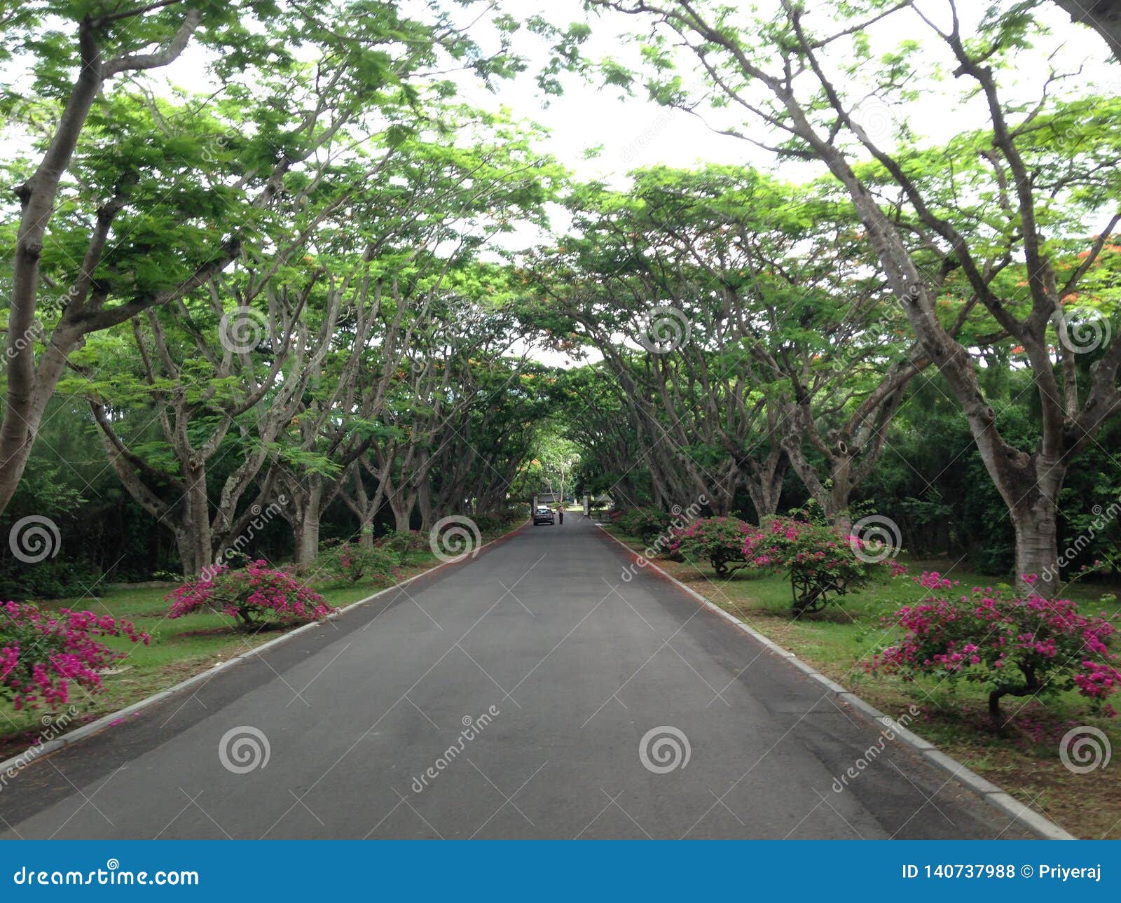 Green way stock photo. Image of path, green, healthy - 140737988