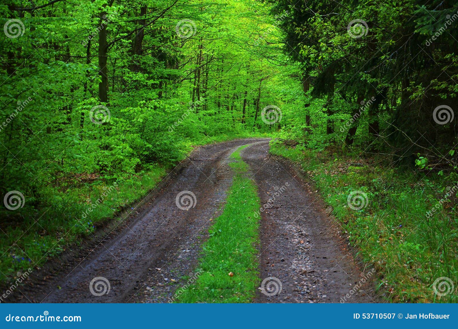 Green way stock image. Image of morning, road, path, country - 53710507