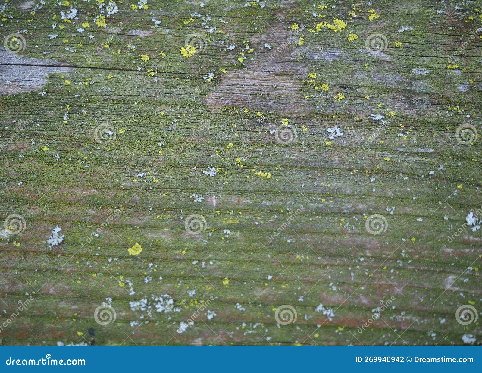 Green Weathered Wood with Moss Texture Background Stock Photo - Image ...