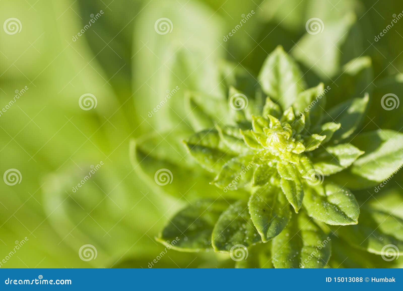 Green weed background stock photo. Image of limited, plant - 15013088