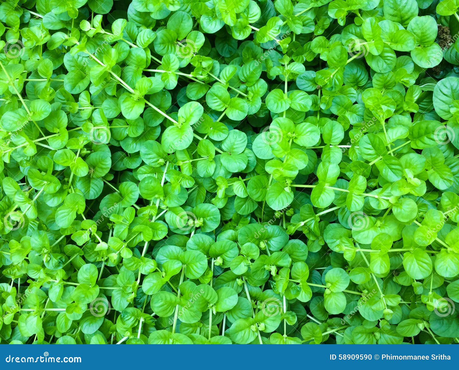 Green Weed Background Stock Photos - Download 56,887 Royalty Free Photos
