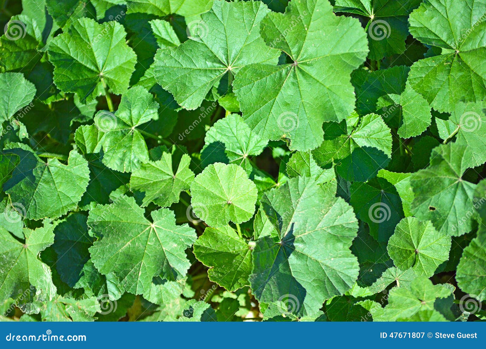 A Green Weed Background - Website Backdrop Stock Image - Image of ebook ...