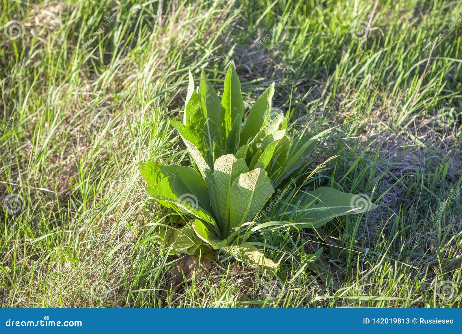 Green weed stock image. Image of meadow, macro, fresh - 142019813