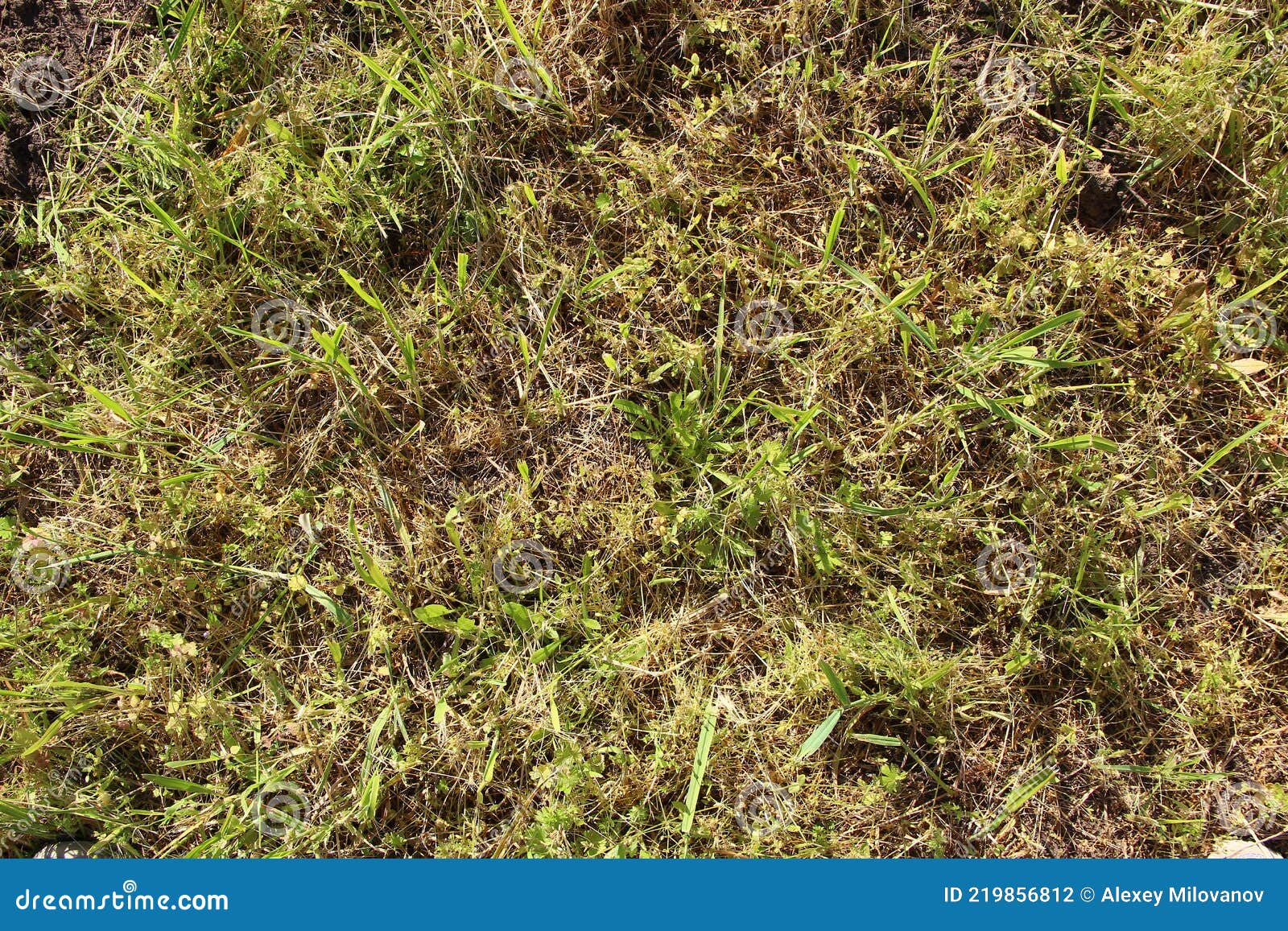 Green Weed Grass Background, Texture Stock Photo - Image of growth ...