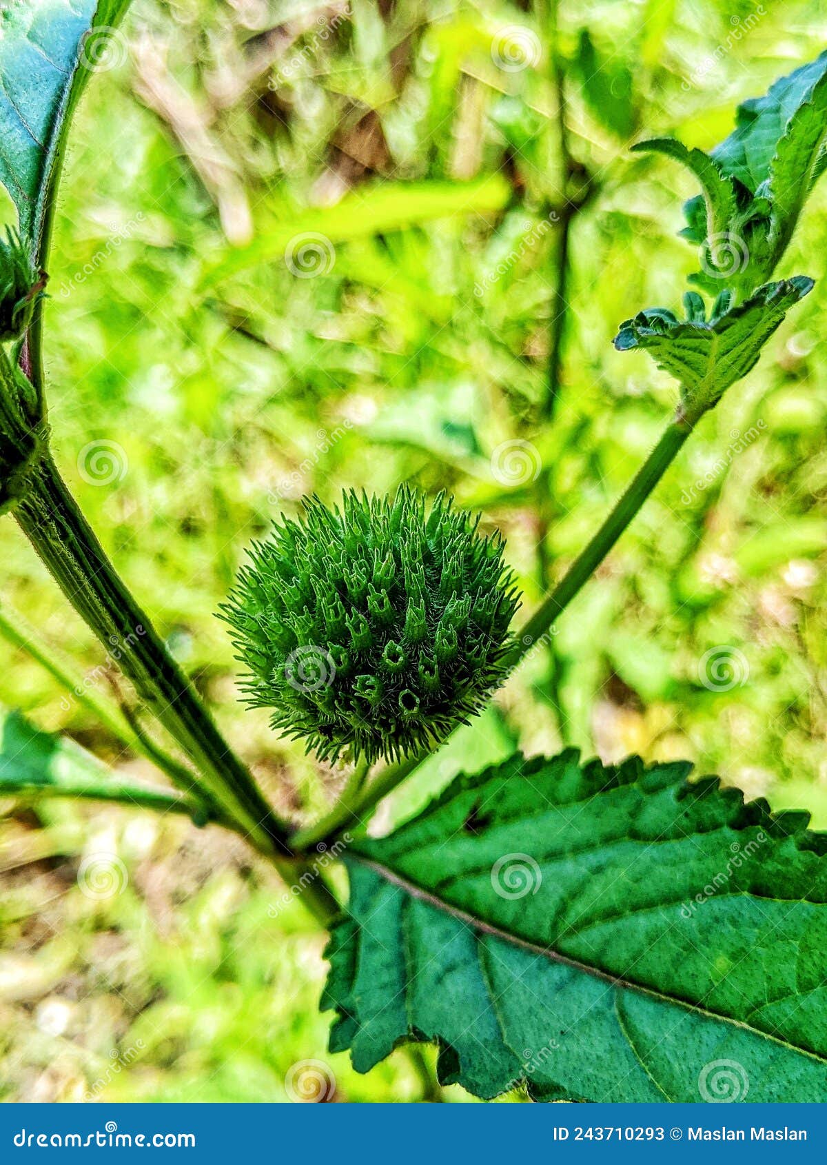 Green Weed Plant Flower with Blur Background Stock Image - Image of ...