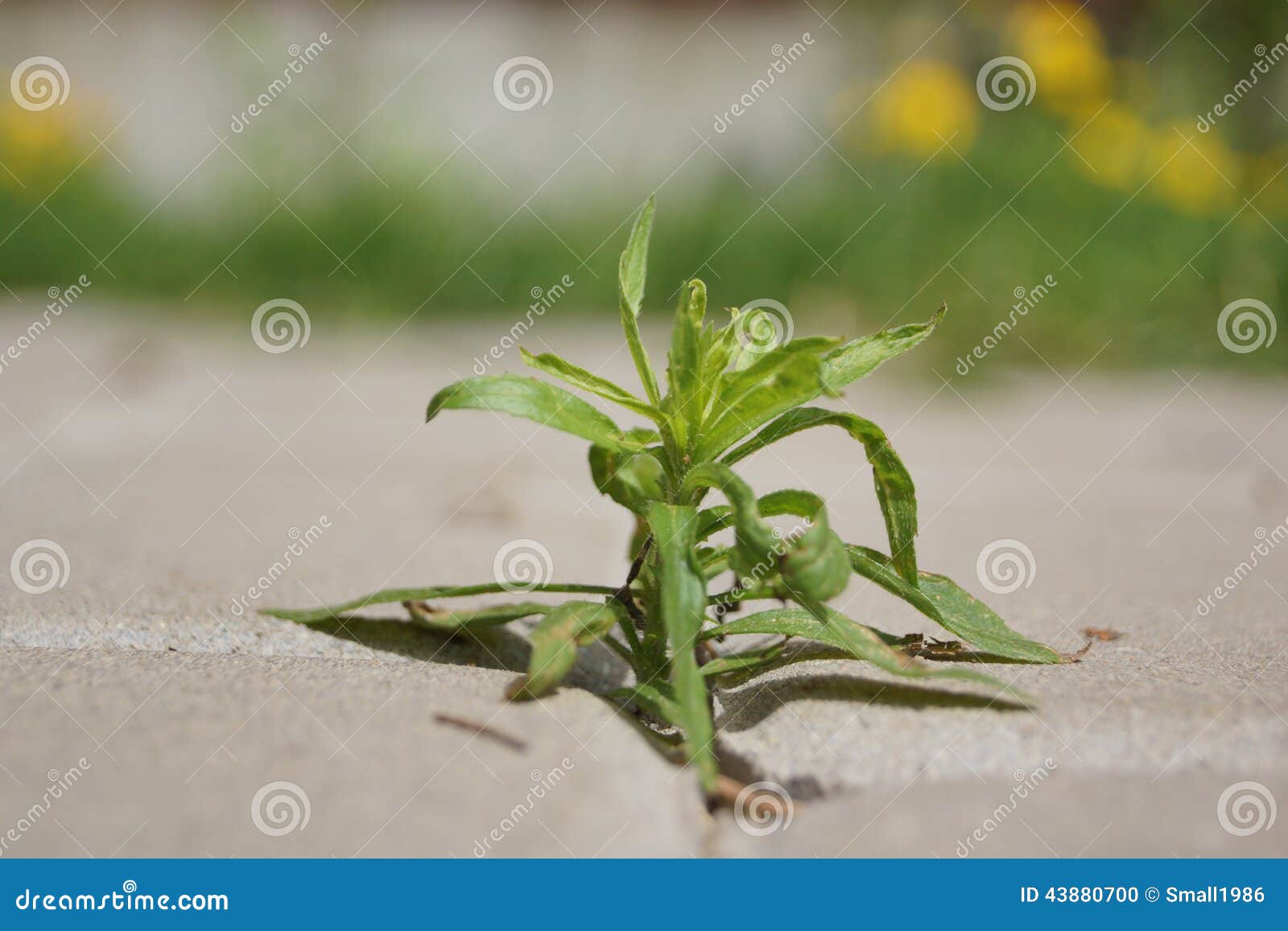 Green weed (plant) stock photo. Image of nature, growing - 43880700