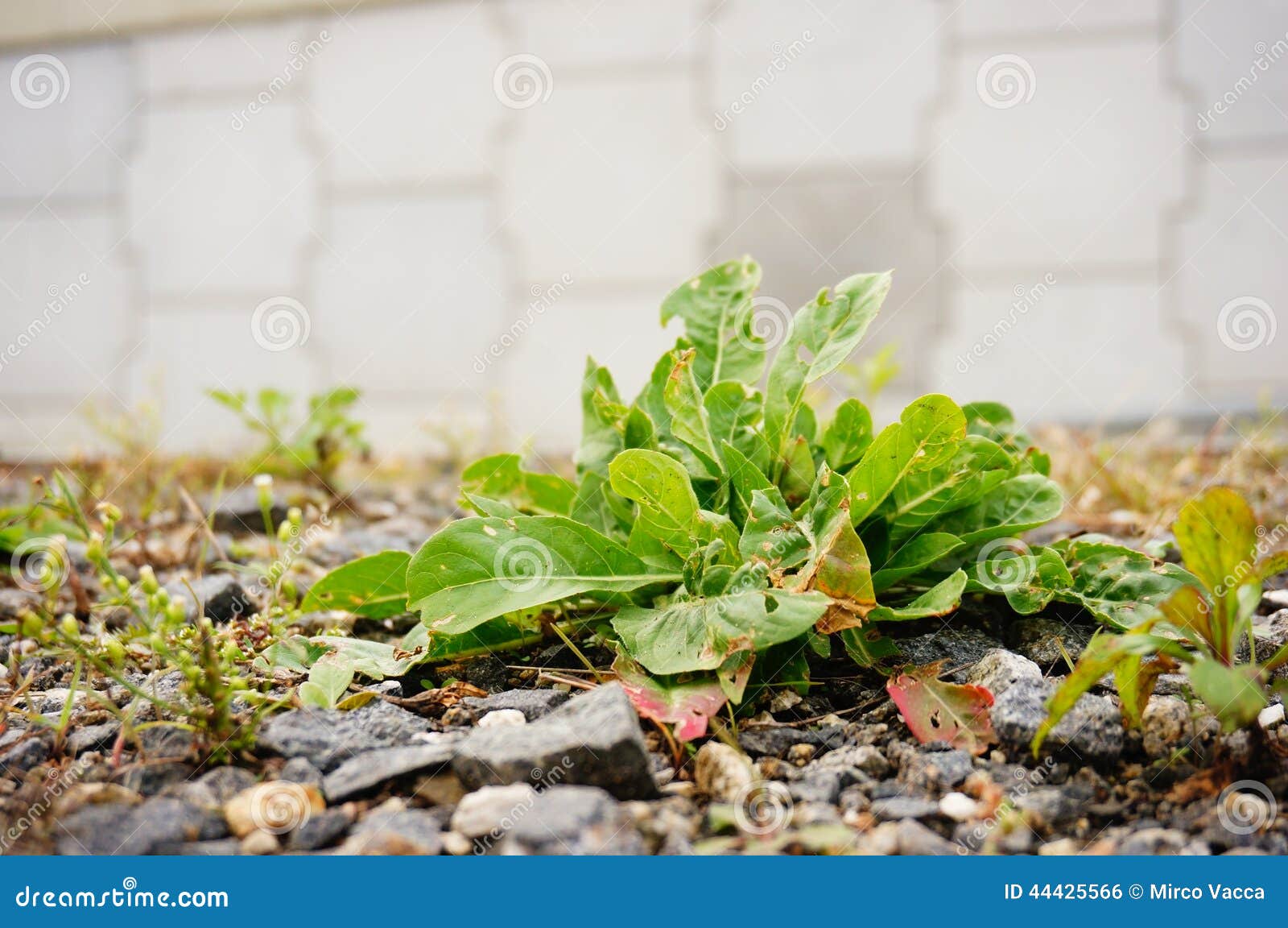 Green weed stock photo. Image of stones, green, weed - 44425566