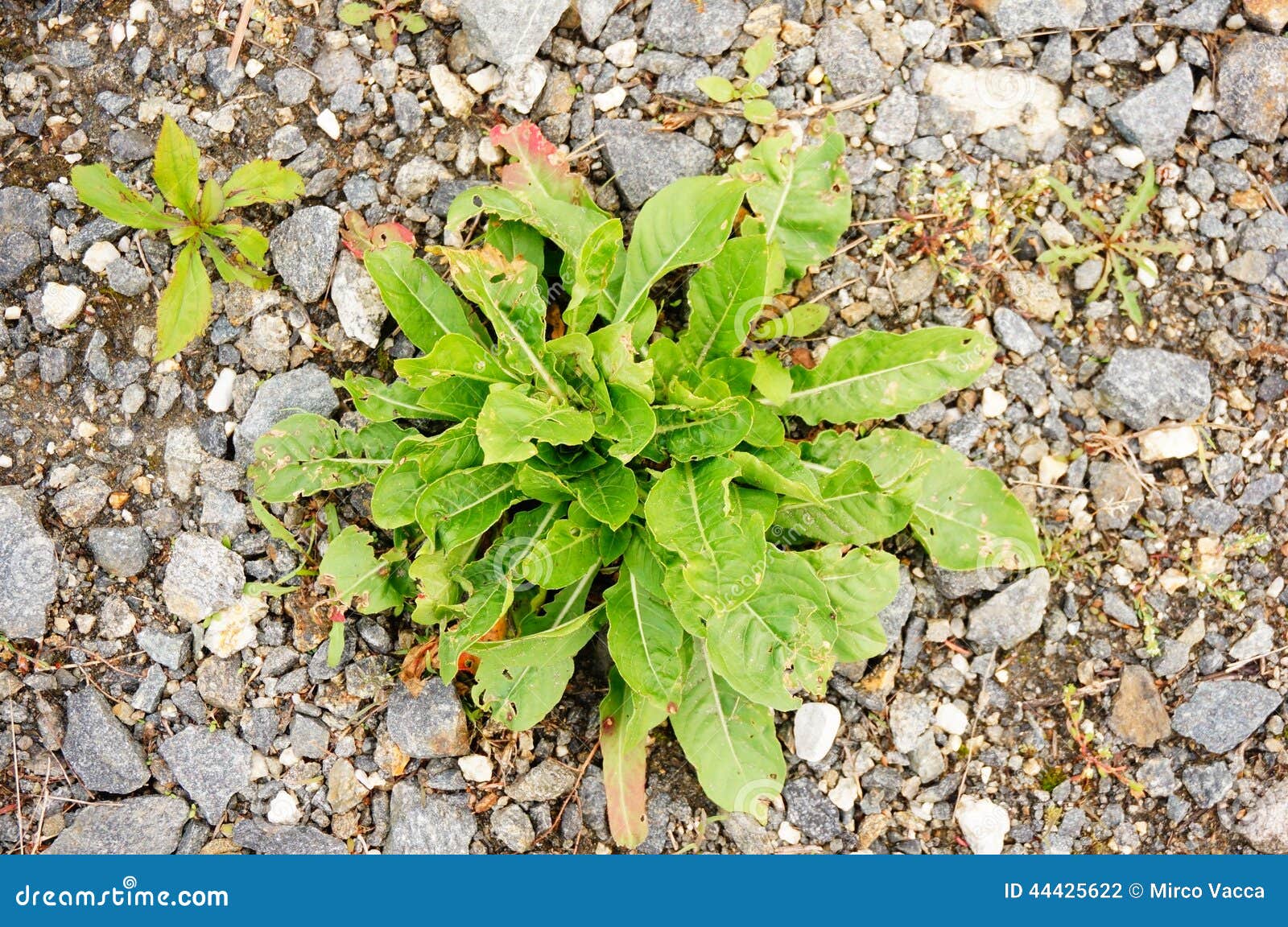 Green weed stock photo. Image of plant, green, weed, stones - 44425622