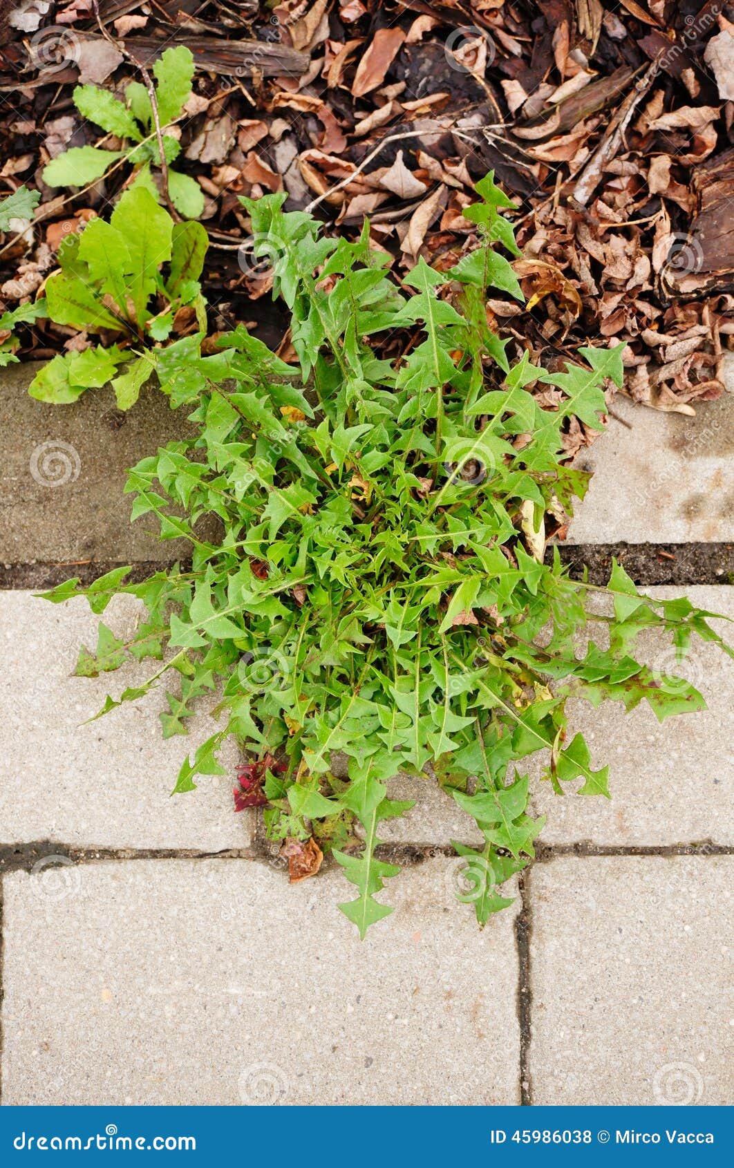 Green weed stock photo. Image of vegetation, leaves, green - 45986038