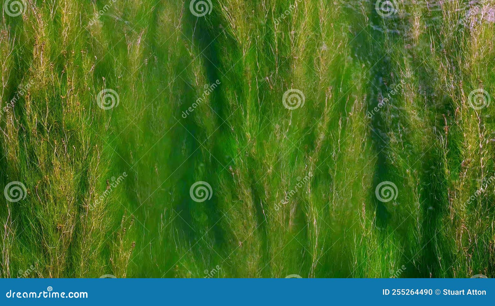 Green Weed Swaying in River Water Stock Footage - Video of weed, green ...
