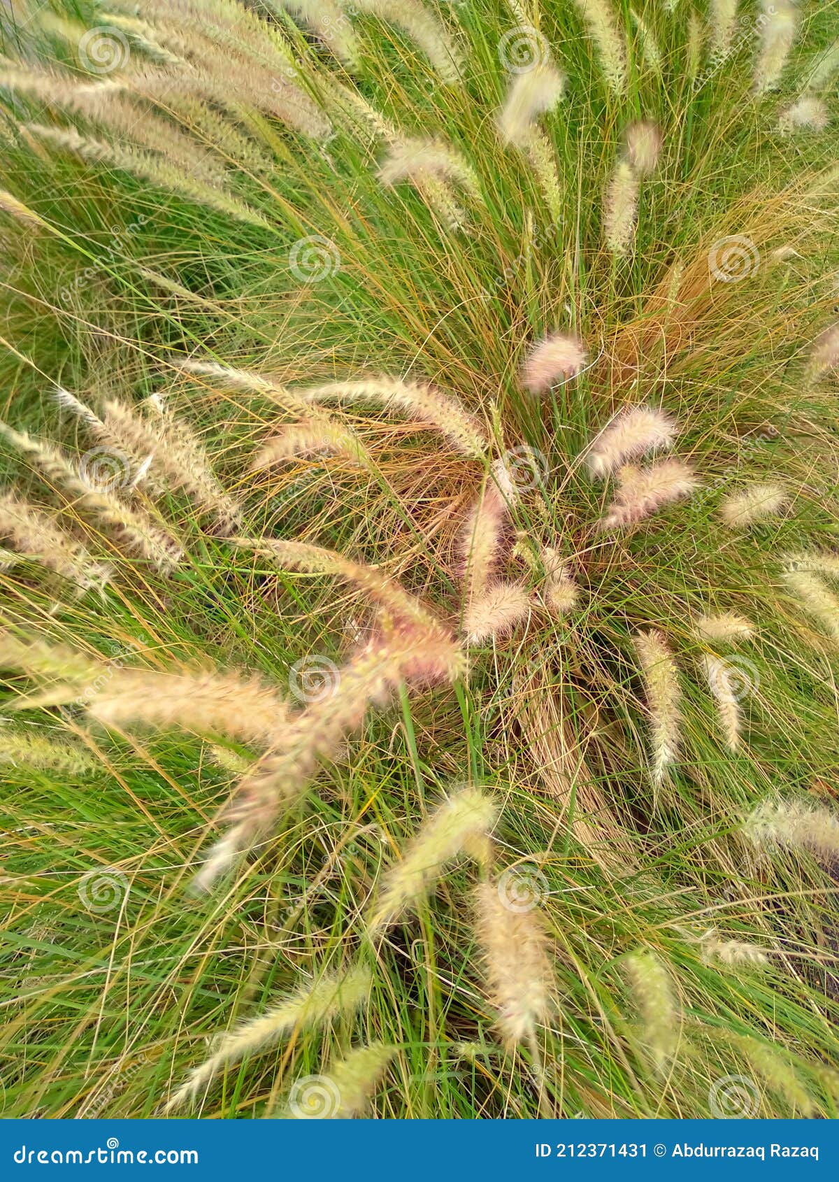 Thatch grass stock image. Image of grass, green, weeds - 212371431