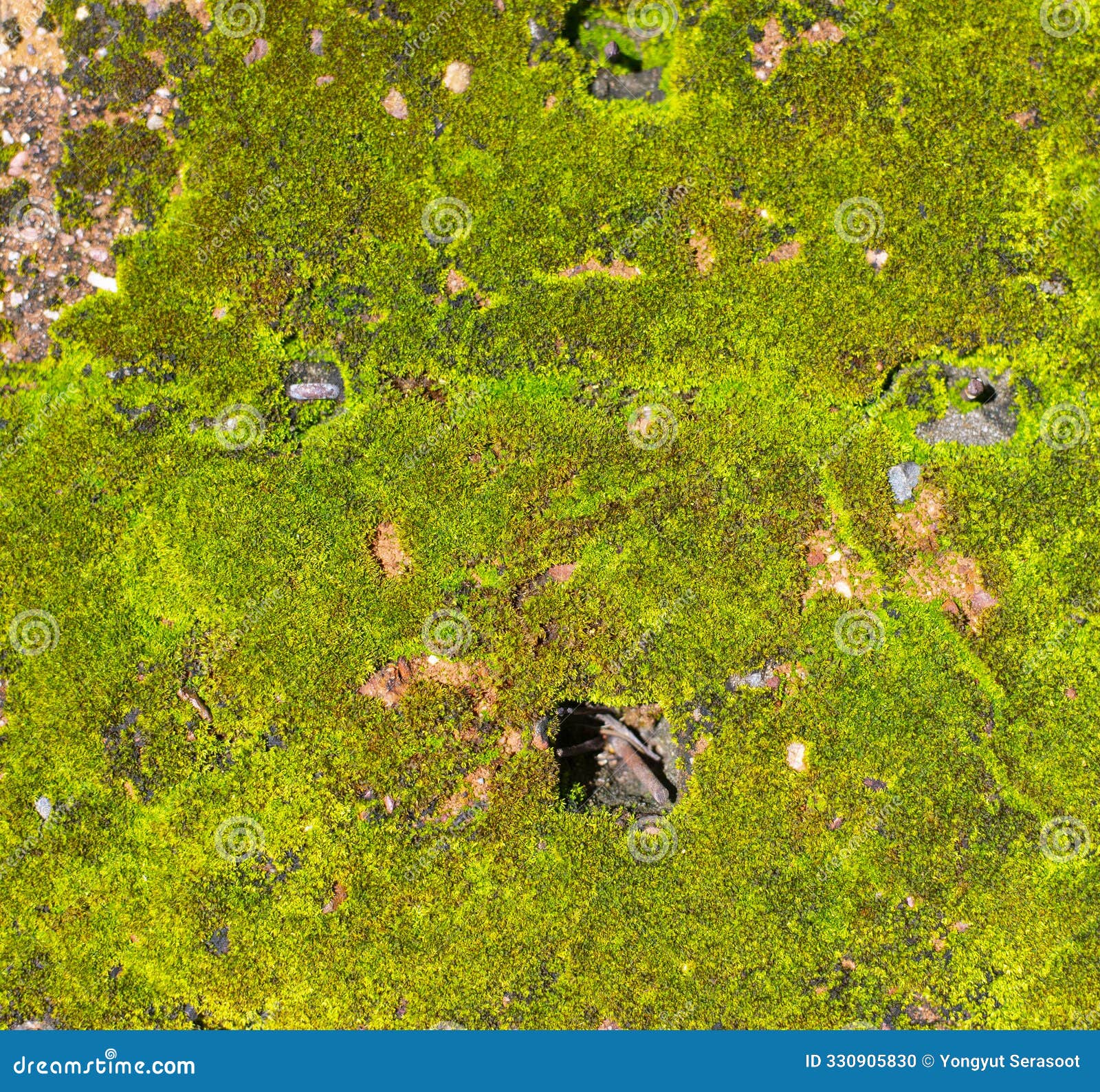 Green Weeds that Occur Naturally from Moisture Stock Photo - Image of ...