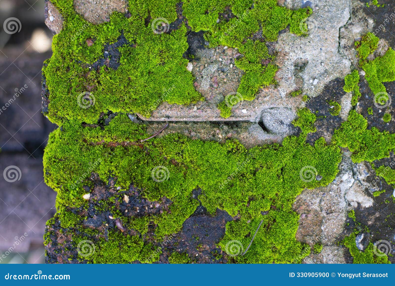 Green Weeds that Occur Naturally from Moisture Stock Photo - Image of ...