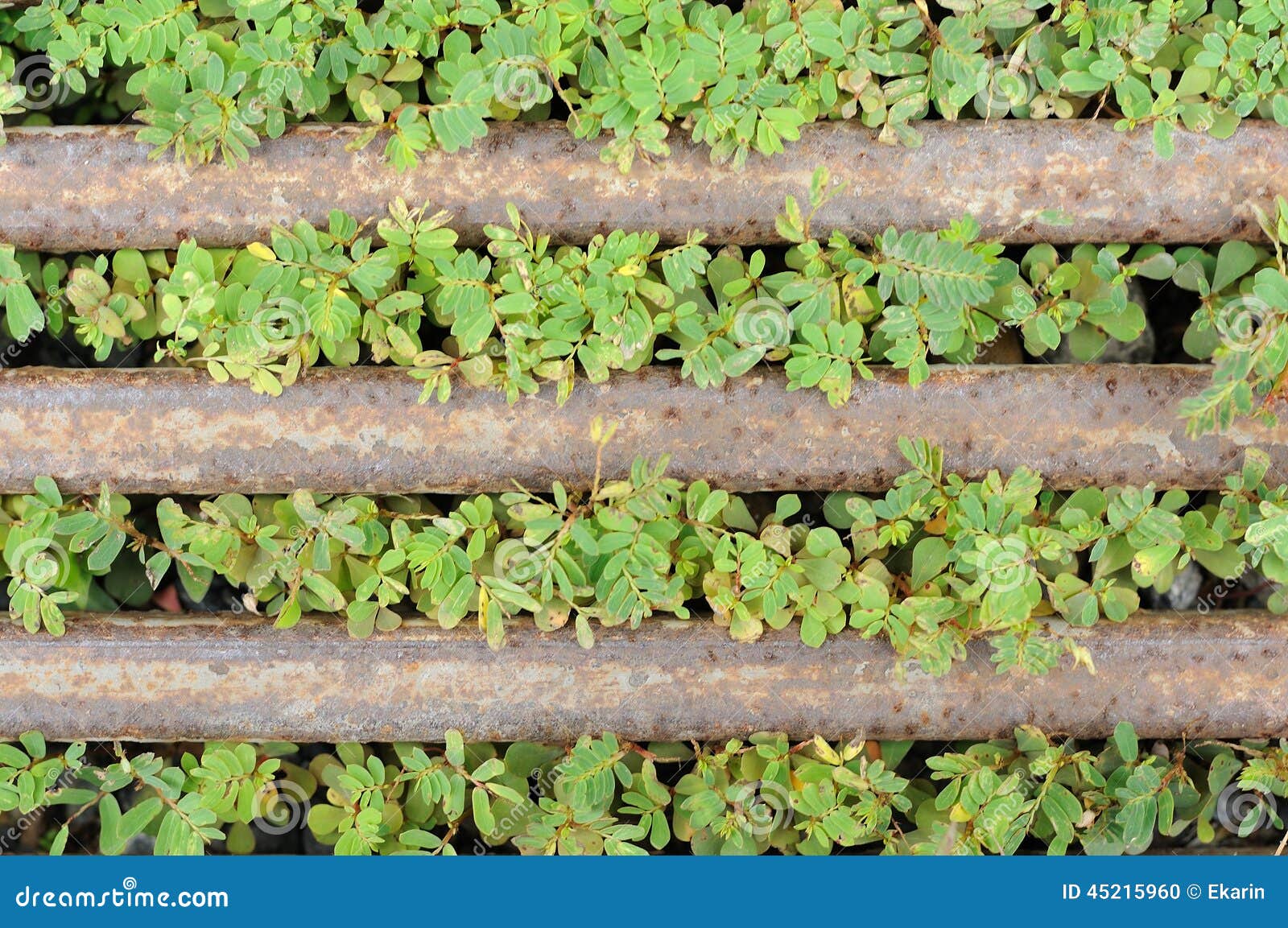 Green Weeds and Rusting Steel Bar Stock Photo - Image of dandelion ...