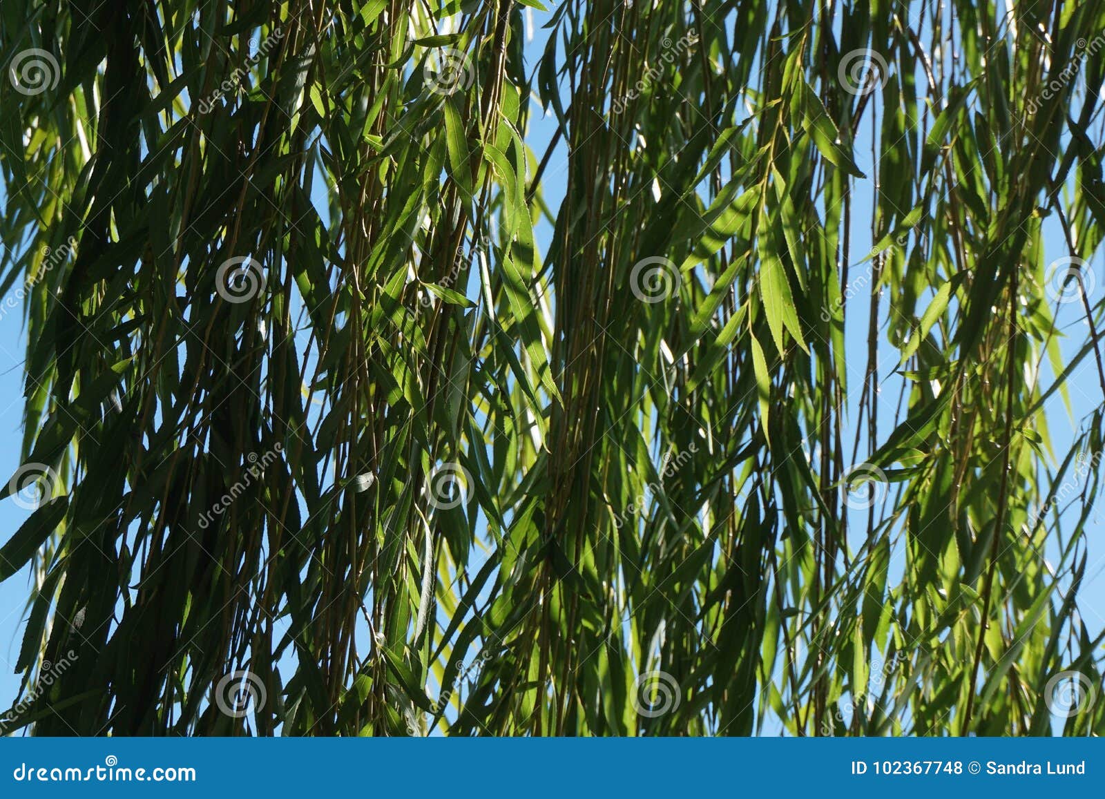 Green Weeping Willow Branches with Blue Background Stock Photo - Image ...