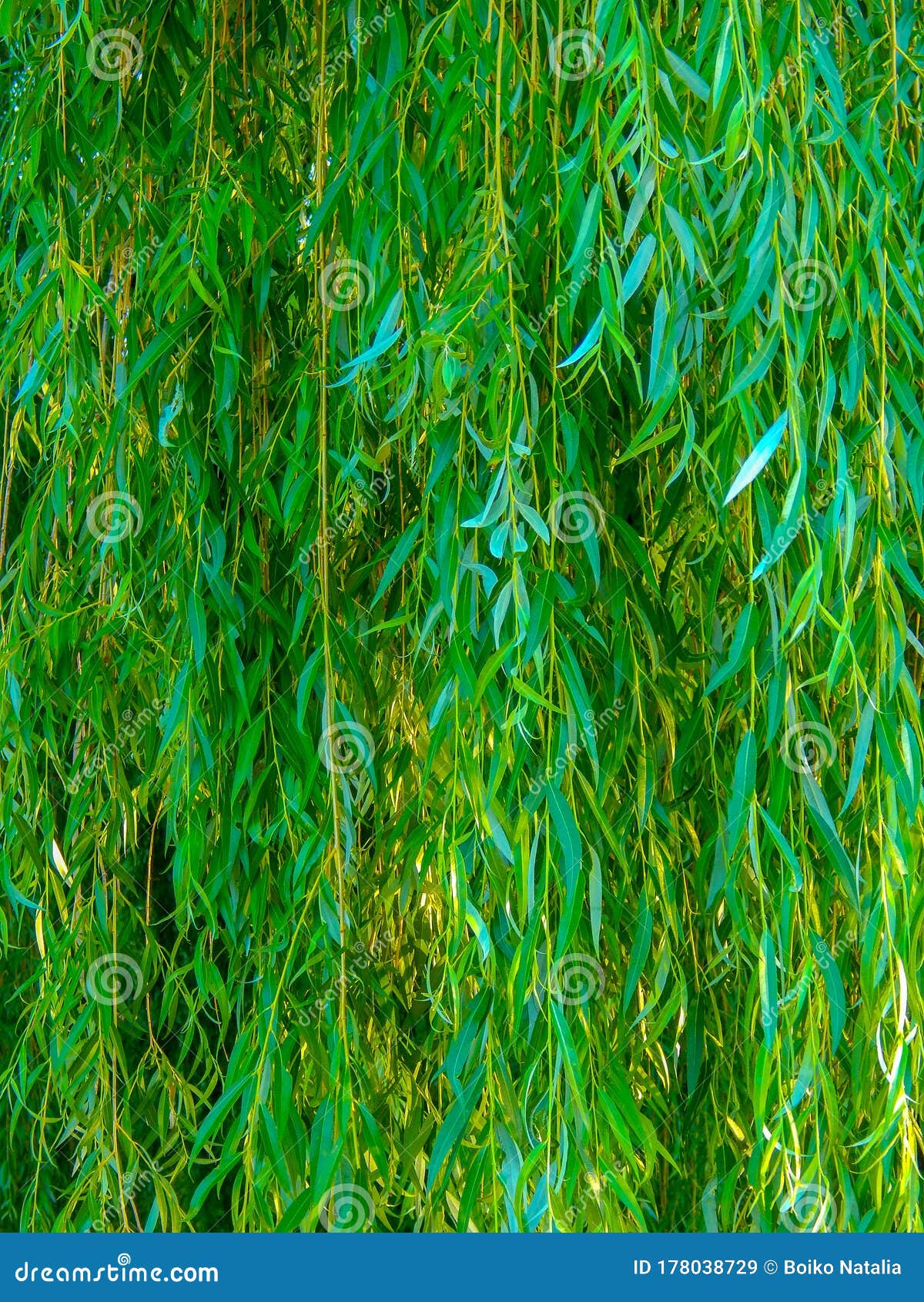 Green Weeping Willow Branches Hanging Down, Vertical Photo Stock Image ...