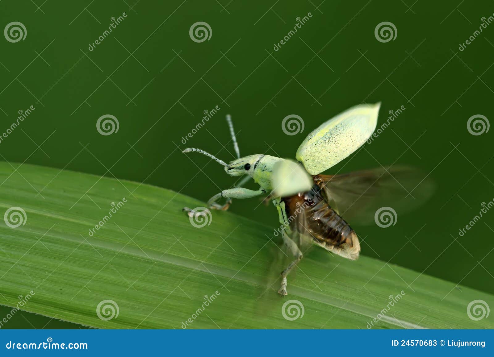 Green weevil stock image. Image of animals, lovely, perched - 24570683