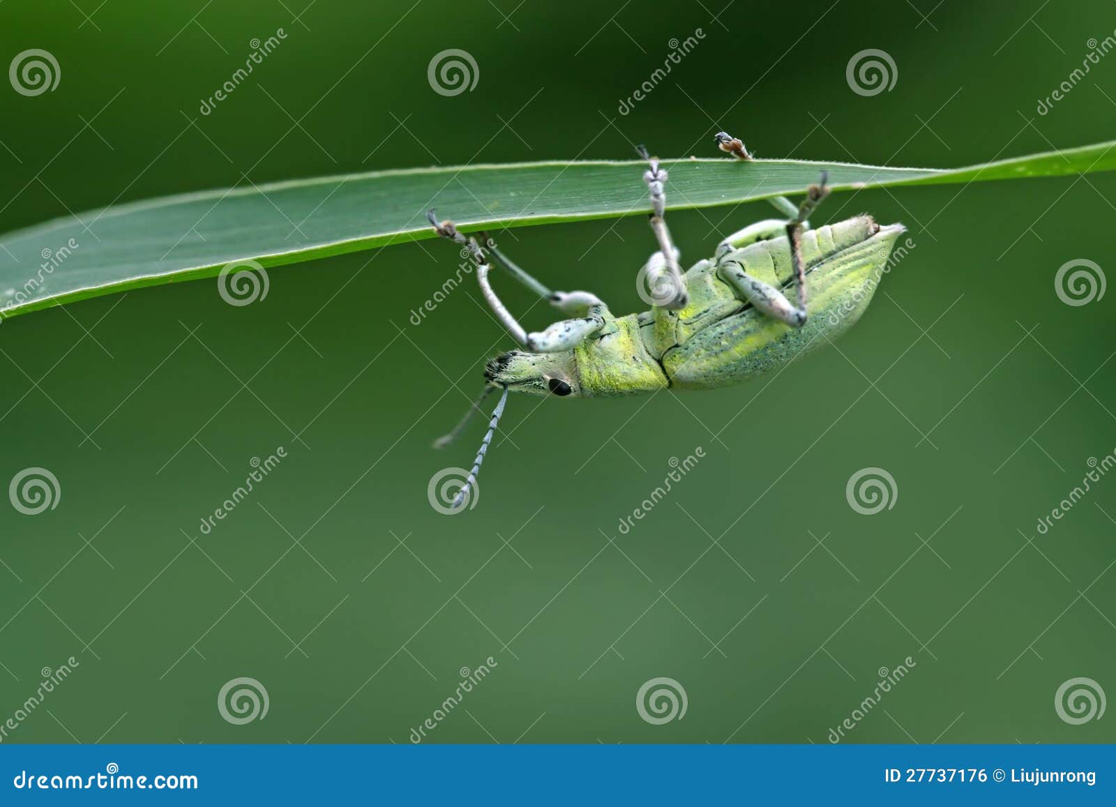 Green weevil stock photo. Image of lovely, natural, beautiful - 27737176