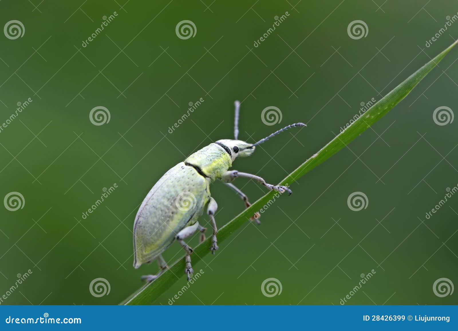Green weevil stock image. Image of wild, science, interesting - 28426399