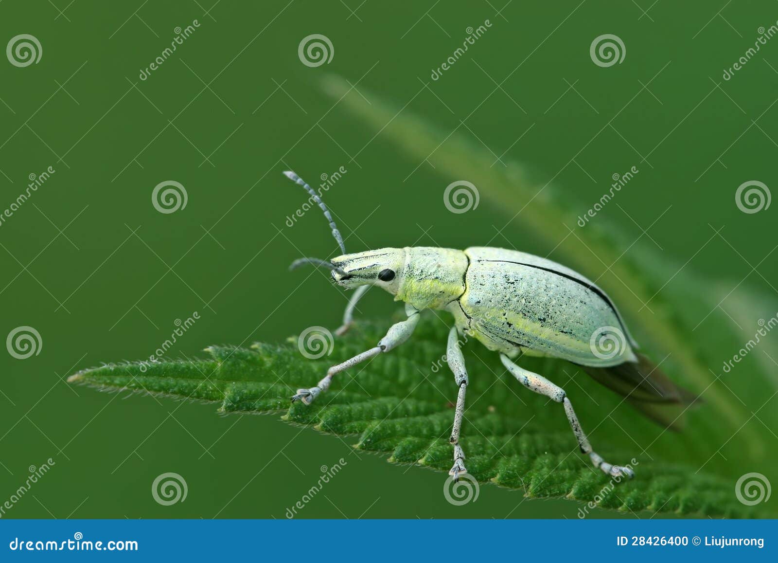Green weevil stock photo. Image of claws, field, close - 28426400