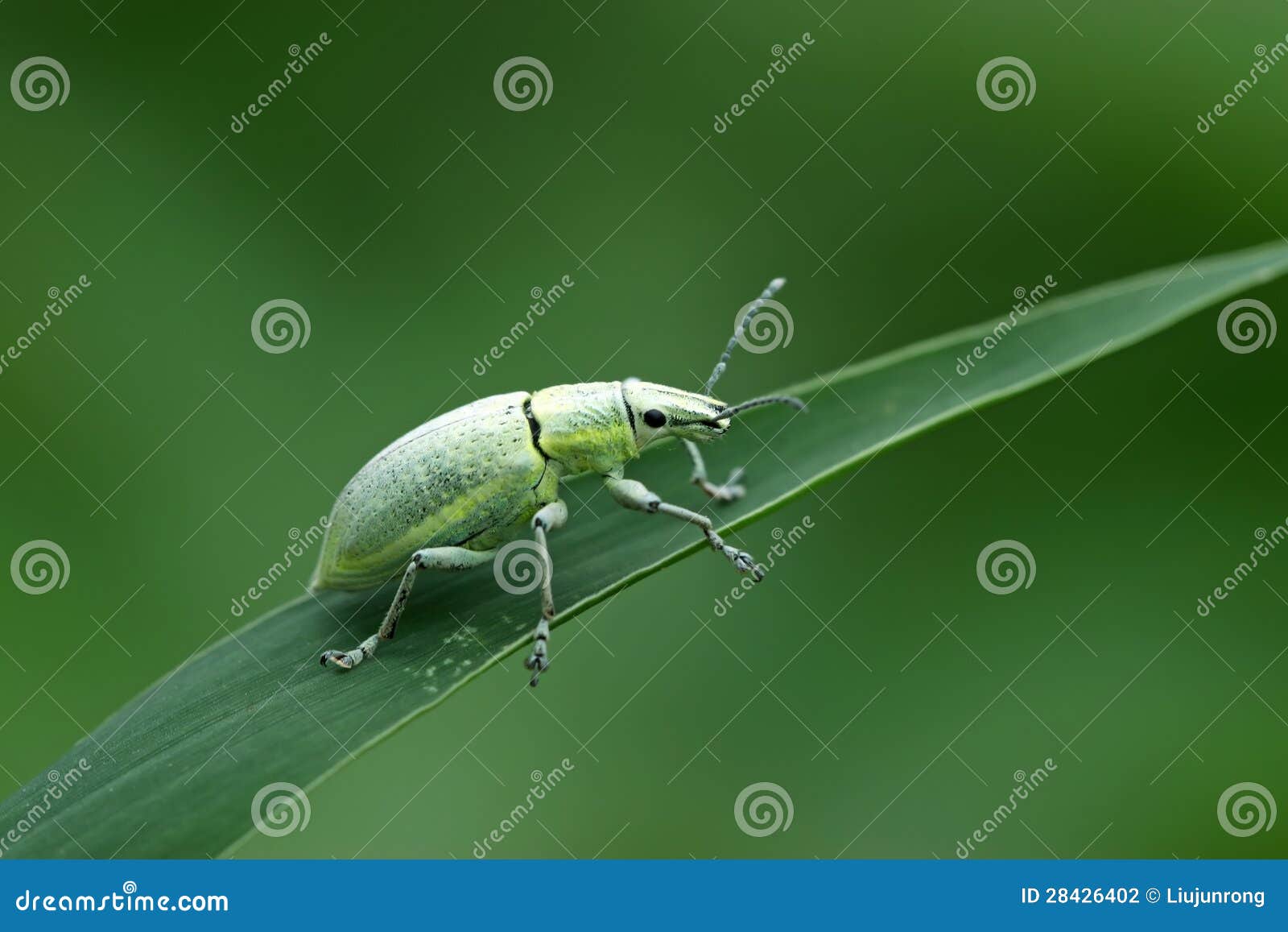 Green weevil stock photo. Image of worms, range, shell - 28426402