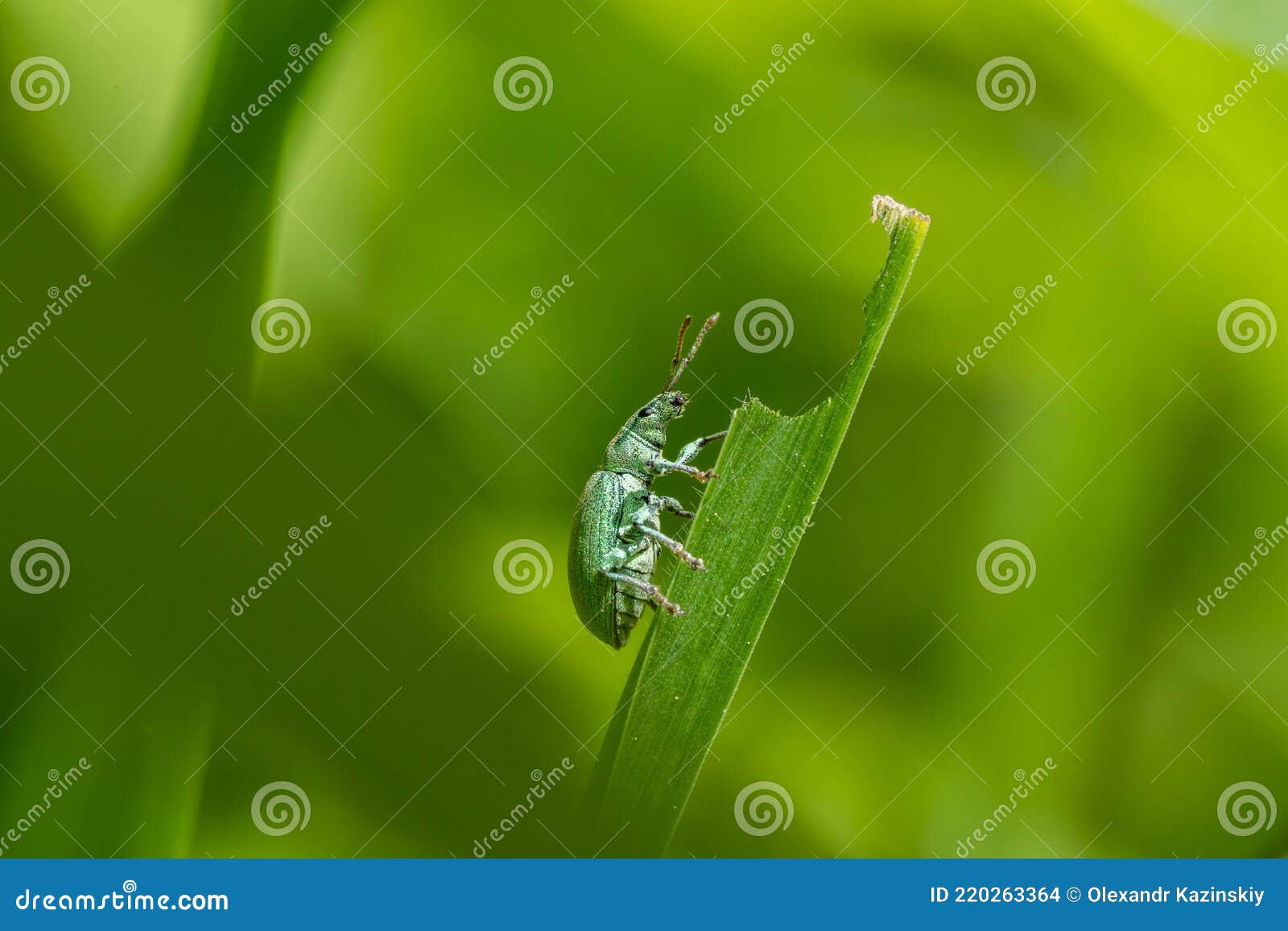 Green Weevil on a Grass, Incredible Wildlife Stock Photo - Image of ...