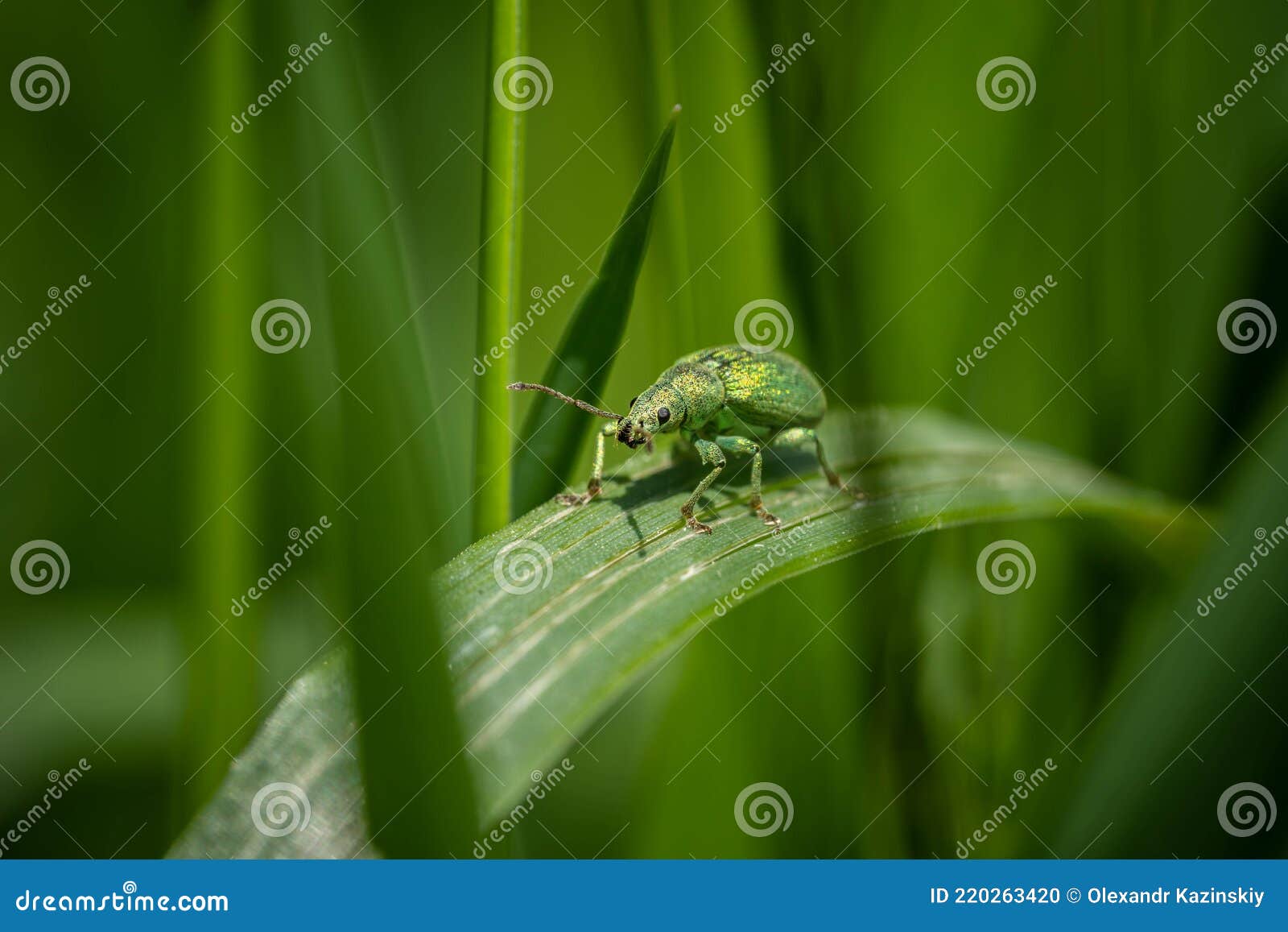 Green Weevil on a Grass, Incredible Wildlife Stock Photo - Image of ...