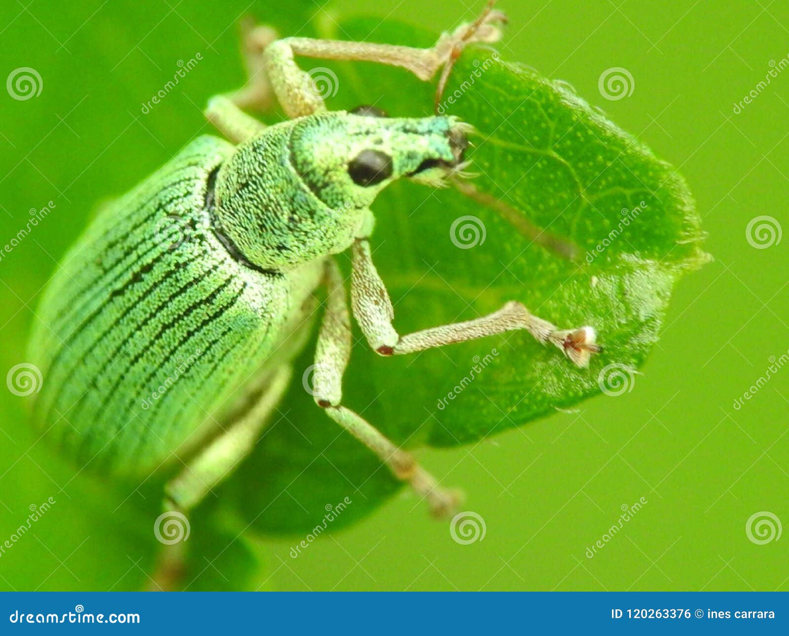 Green weevil stock photo. Image of weevil, sericata - 120263376