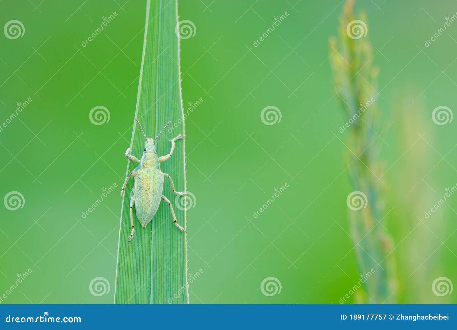 Green weevil stock image. Image of wildlife, nature - 189177757