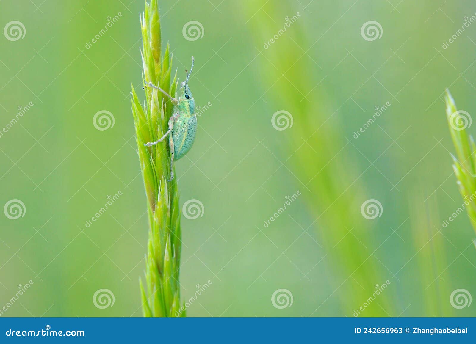 Green weevil stock image. Image of insect, natural, detail - 242656963