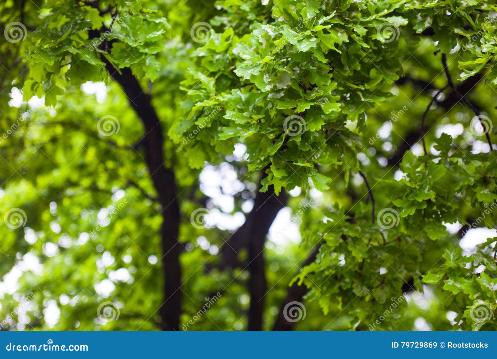 Green Wet Branches of the Oak Tree after the Rain Stock Image - Image ...