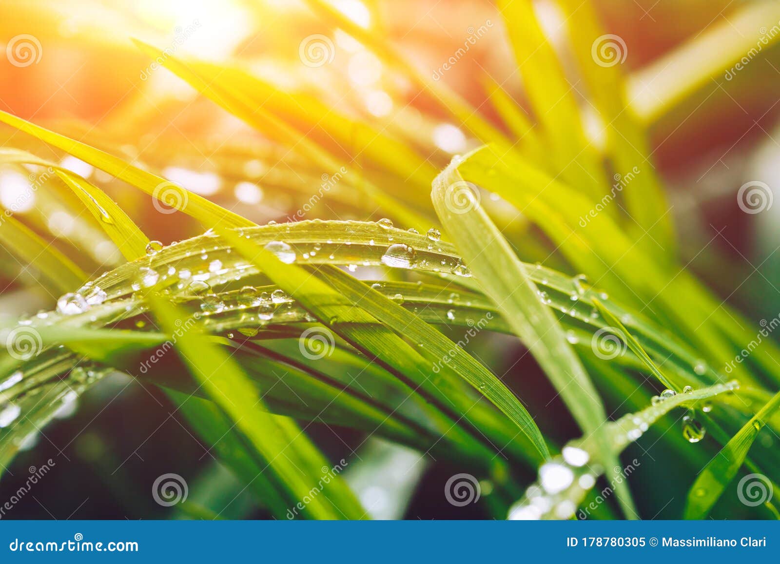 Green Wet Grass in Sun Rays, Closeup Stock Image - Image of save, rays ...