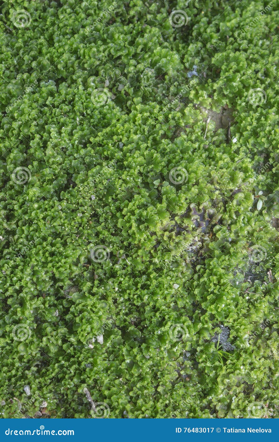 Green wet moss on road stock image. Image of nature, ground - 76483017