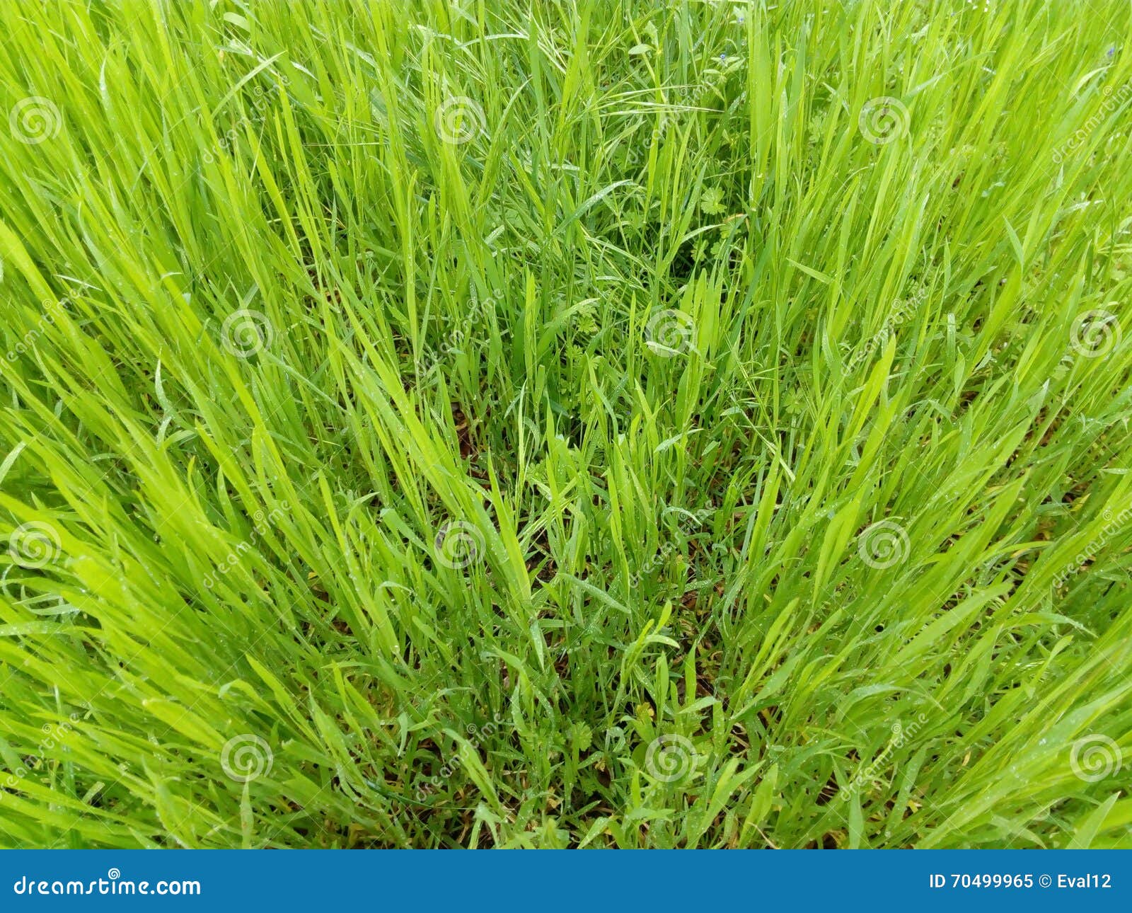 Green Wet Spring Grass with Raindrops Stock Image - Image of wheatgrass ...