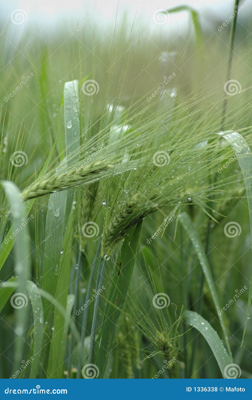 Green wheat stock photo. Image of macro, outdoor, cereal - 1336338