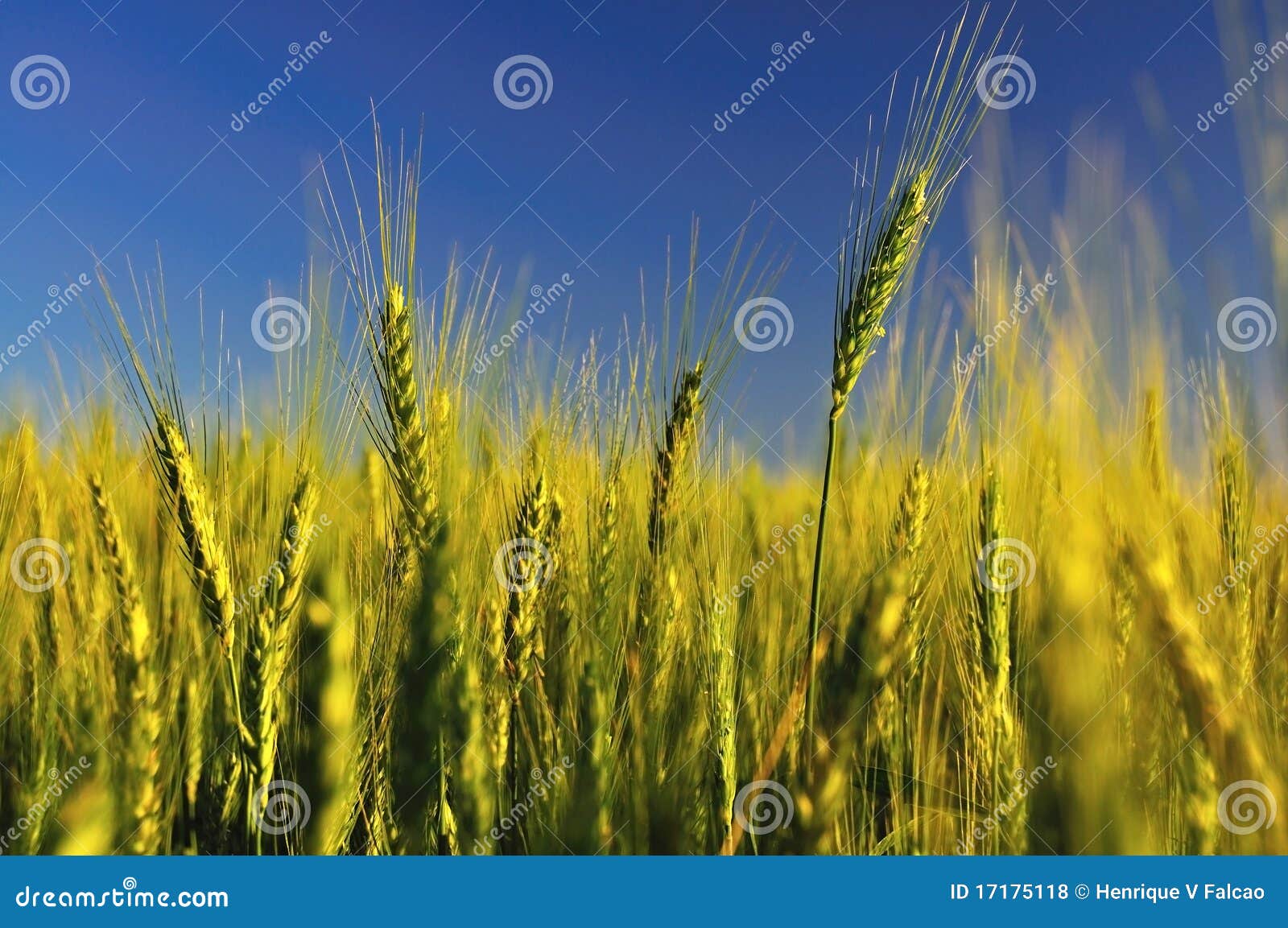 Green Wheat stock photo. Image of green, cereals, blur - 17175118
