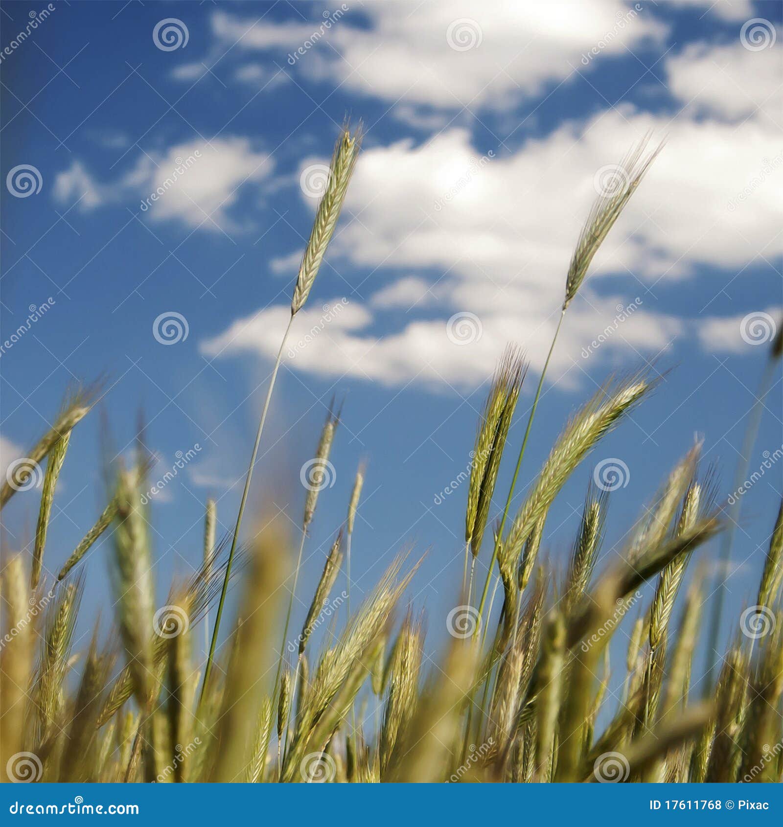 Green wheat stock photo. Image of farmland, cereal, barley - 17611768