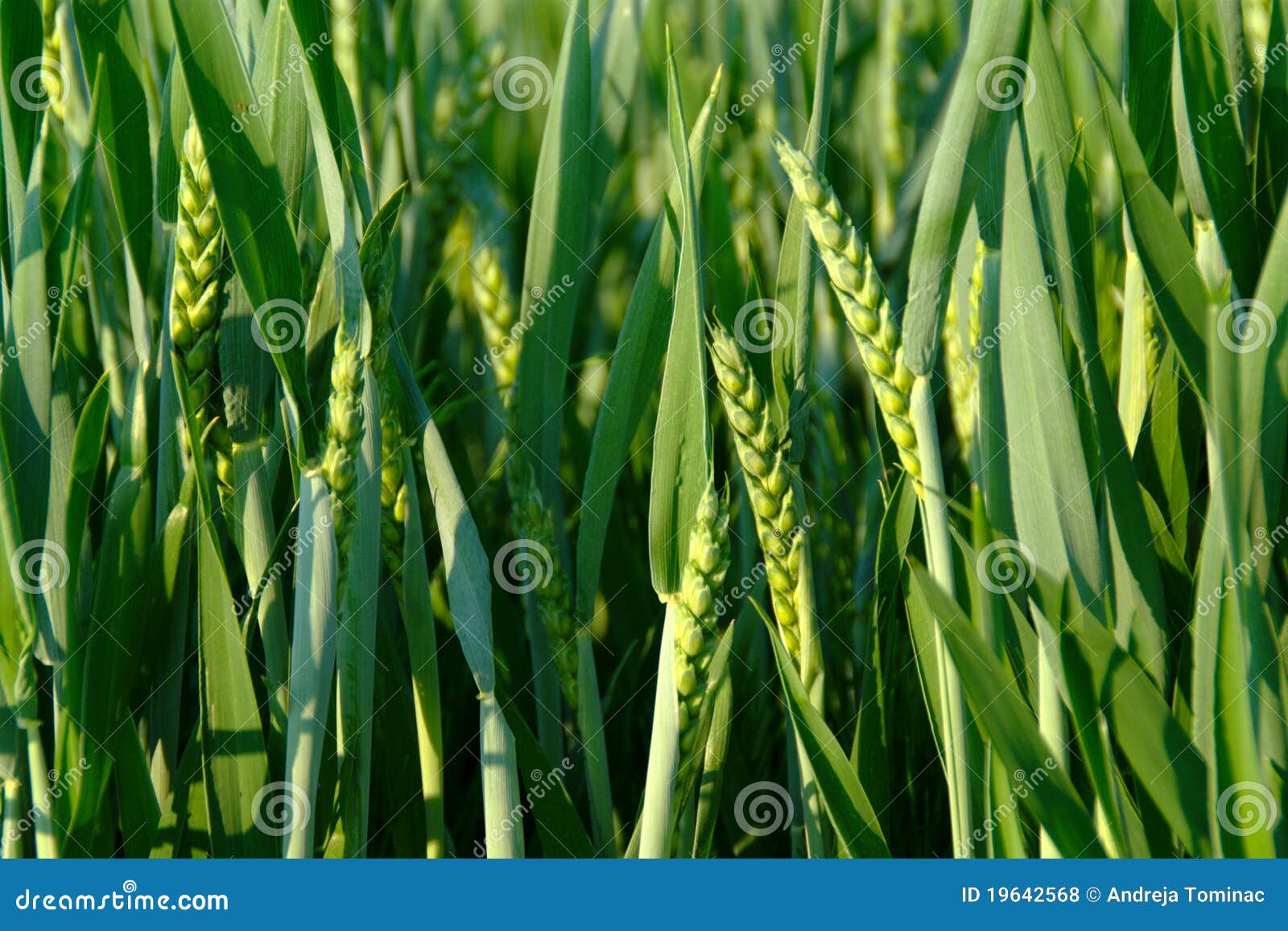 Green Wheat stock photo. Image of young, fresh, agricultural - 19642568