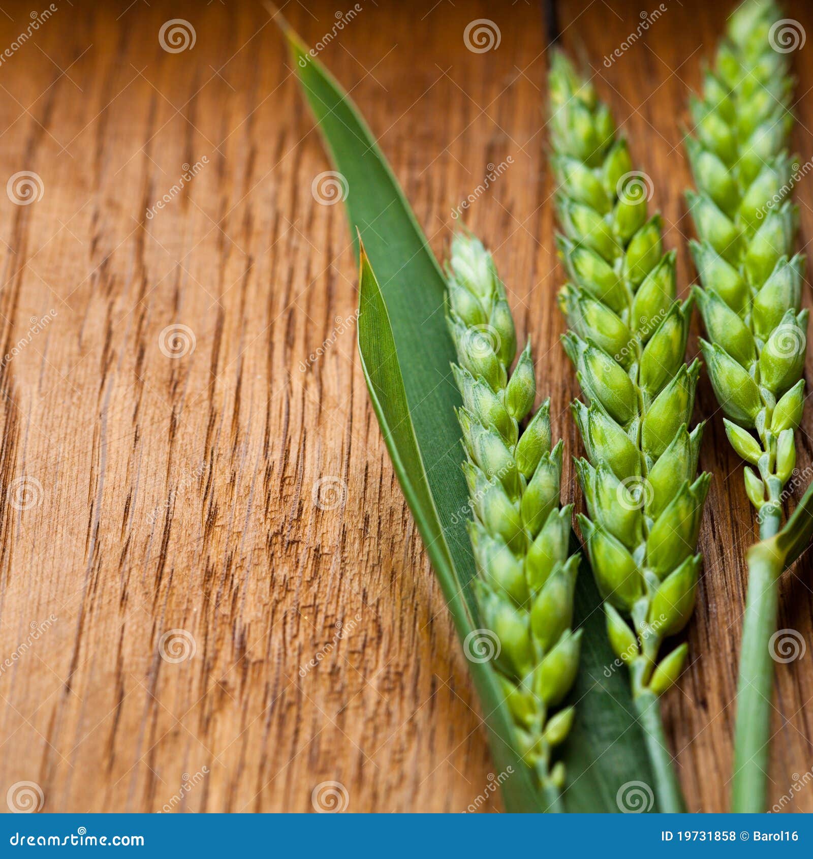 Green Wheat stock photo. Image of food, close, closeup - 19731858