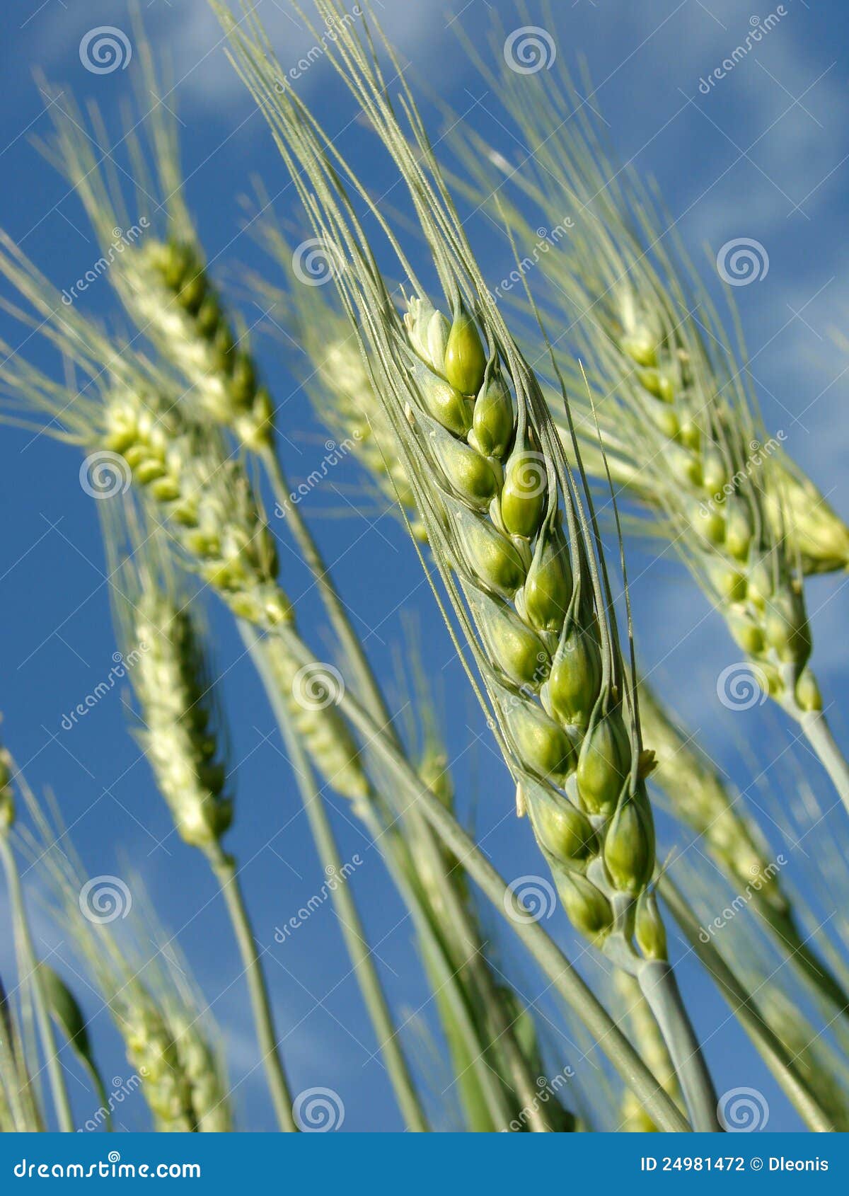 Green wheat stock photo. Image of natural, produce, farm - 24981472