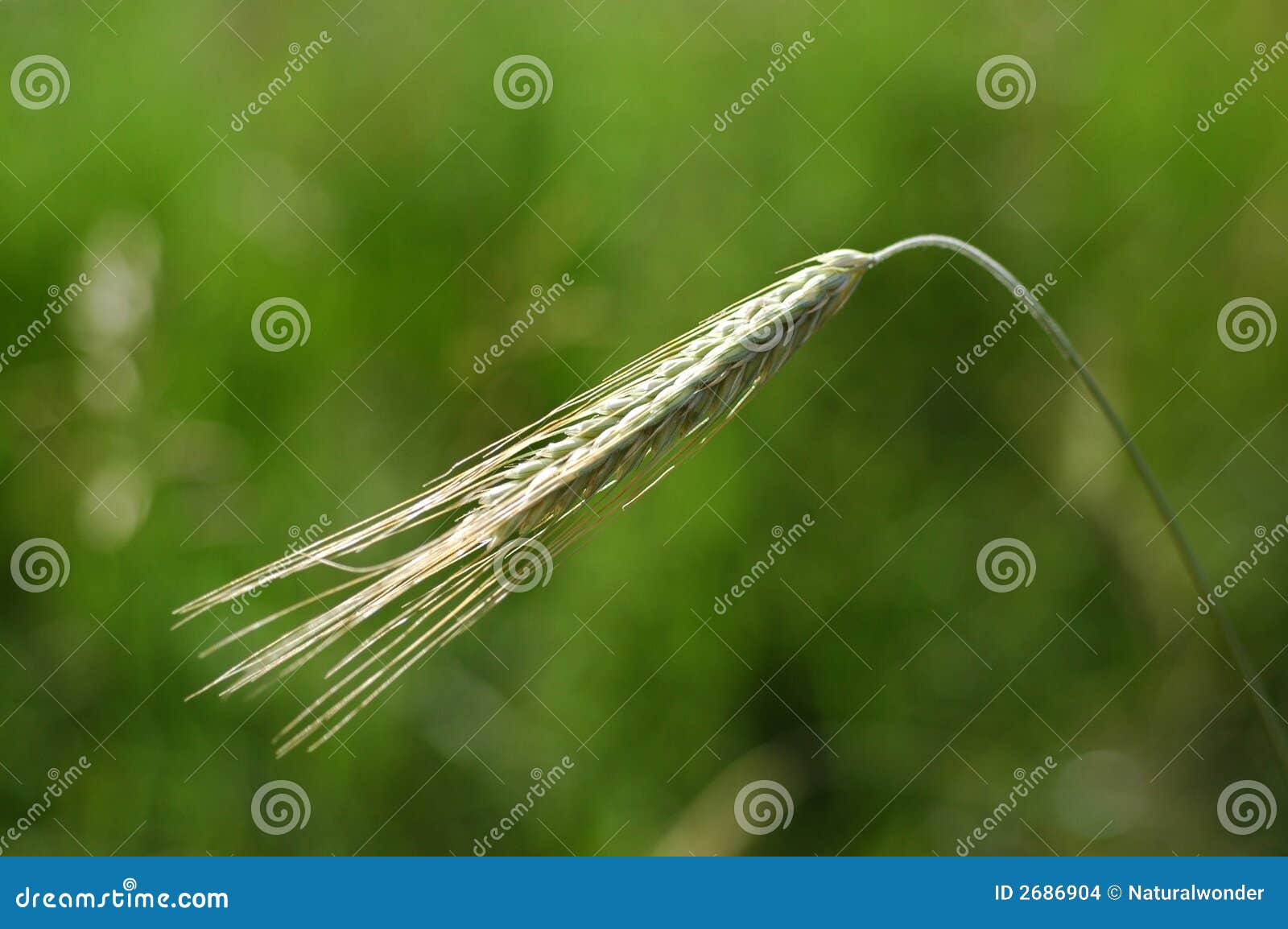 Green Wheat stock photo. Image of country, macro, materials - 2686904